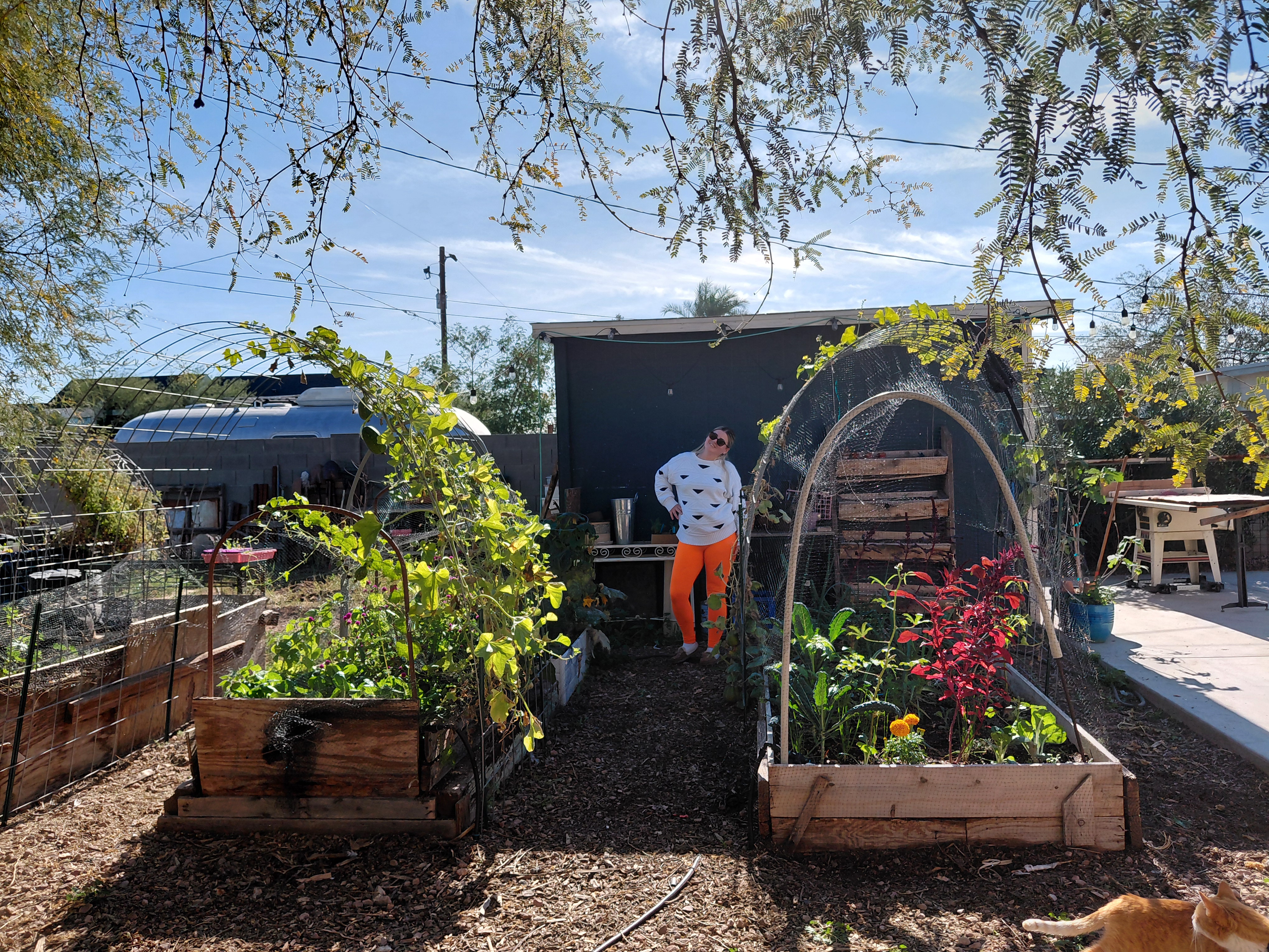 Phoenix farmer is revolutionizing food systems one tomato at a time
