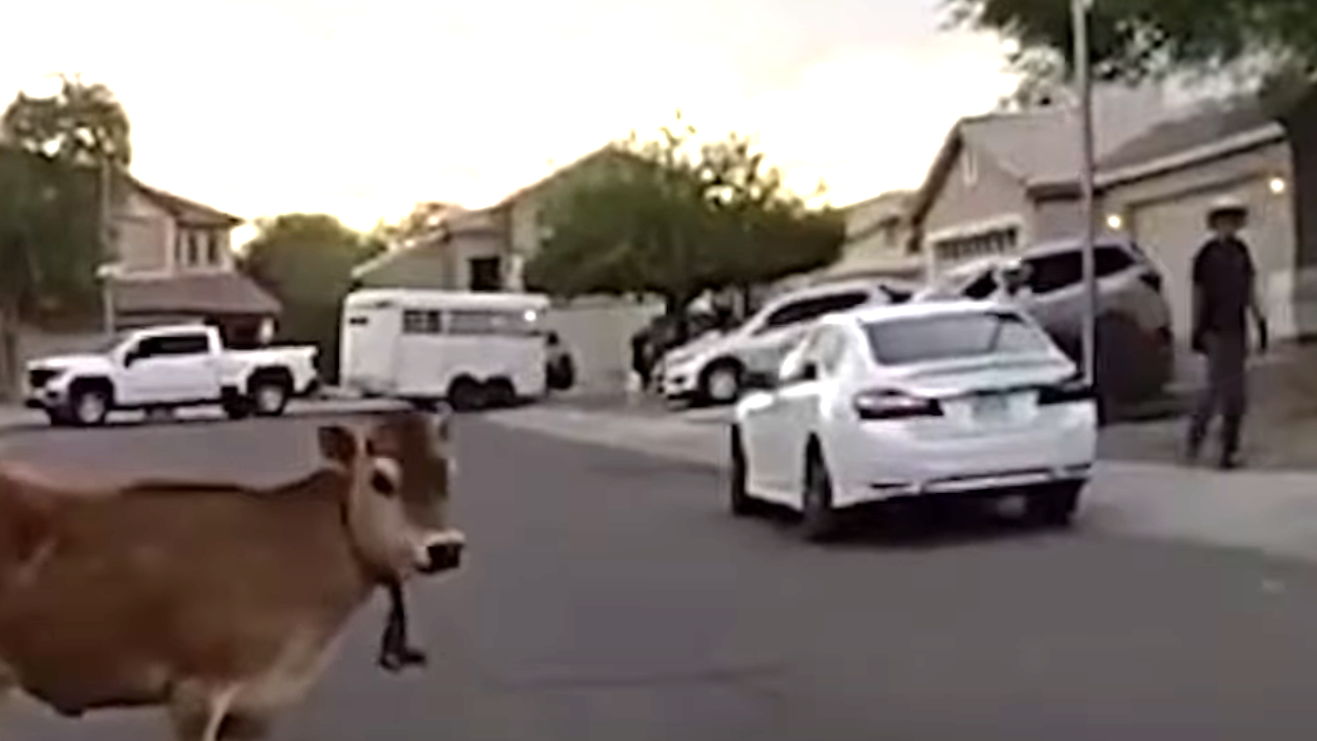 Video: Phoenix cops chase runaway cows on neighborhood street